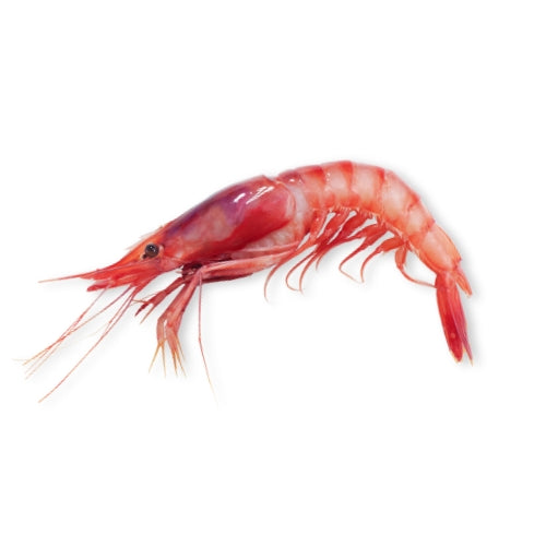 Acquista il Gambero Rosso di Mazara del Vallo – Rosso Albamare